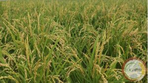 米作りの一年｜稲作の作業スケジュールを月ごとに解説【田植え・稲刈り・乾燥まで】 | UKA農園作業日誌